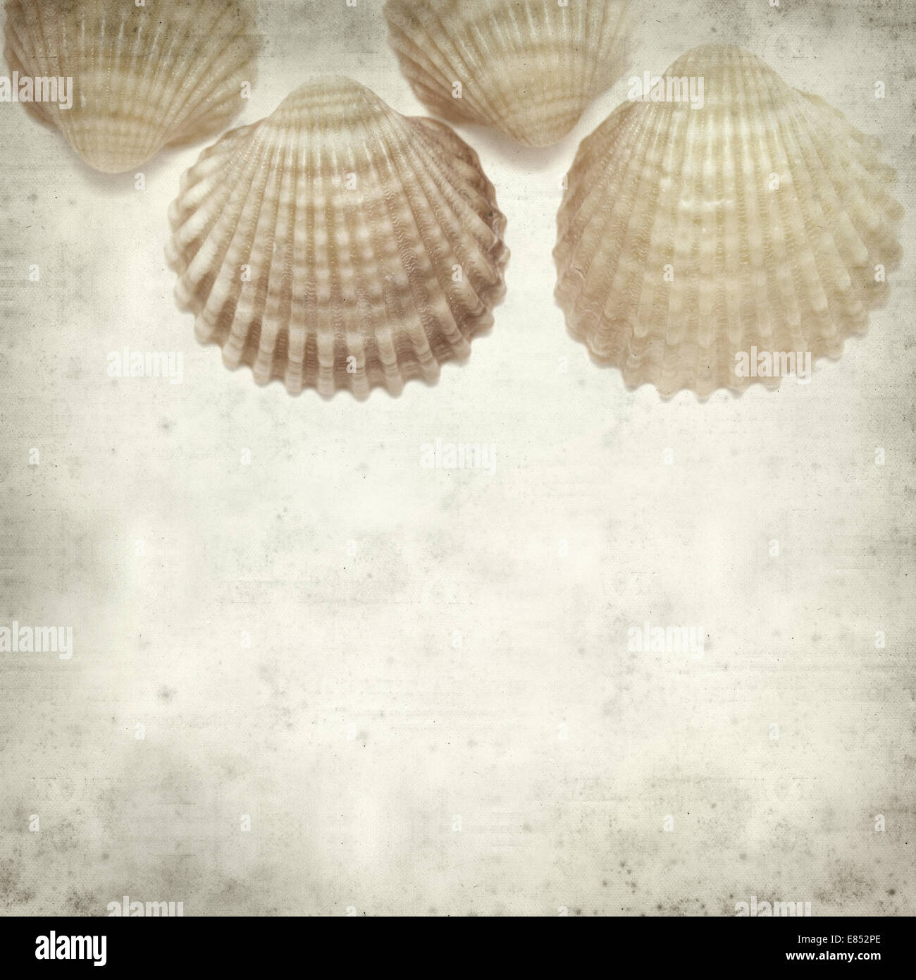 textured old paper background with cockle shells Stock Photo - Alamy