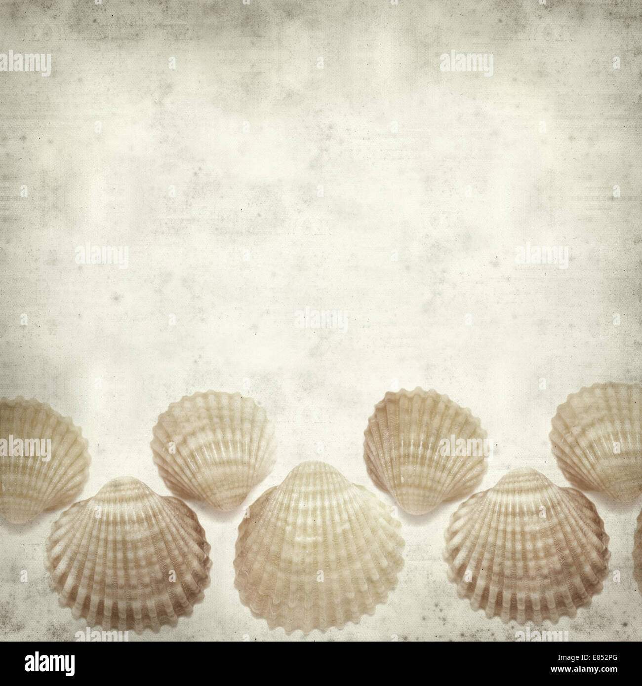 textured old paper background with cockle shells Stock Photo - Alamy