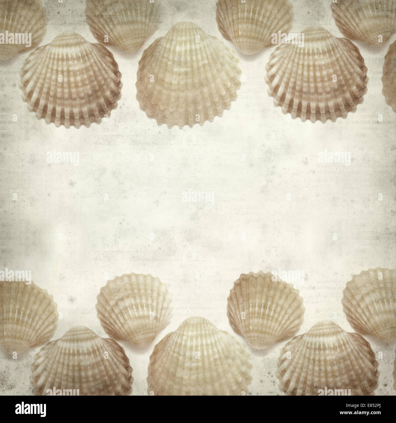 textured old paper background with cockle shells Stock Photo - Alamy