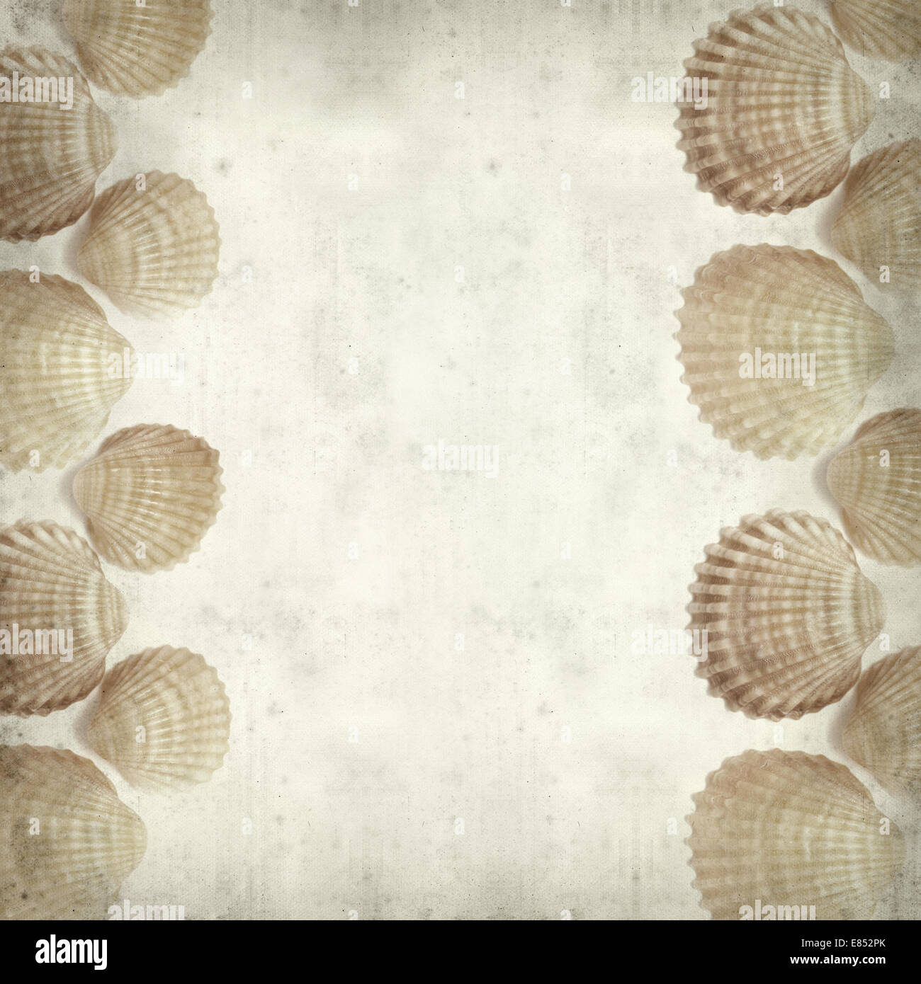 textured old paper background with cockle shells Stock Photo - Alamy