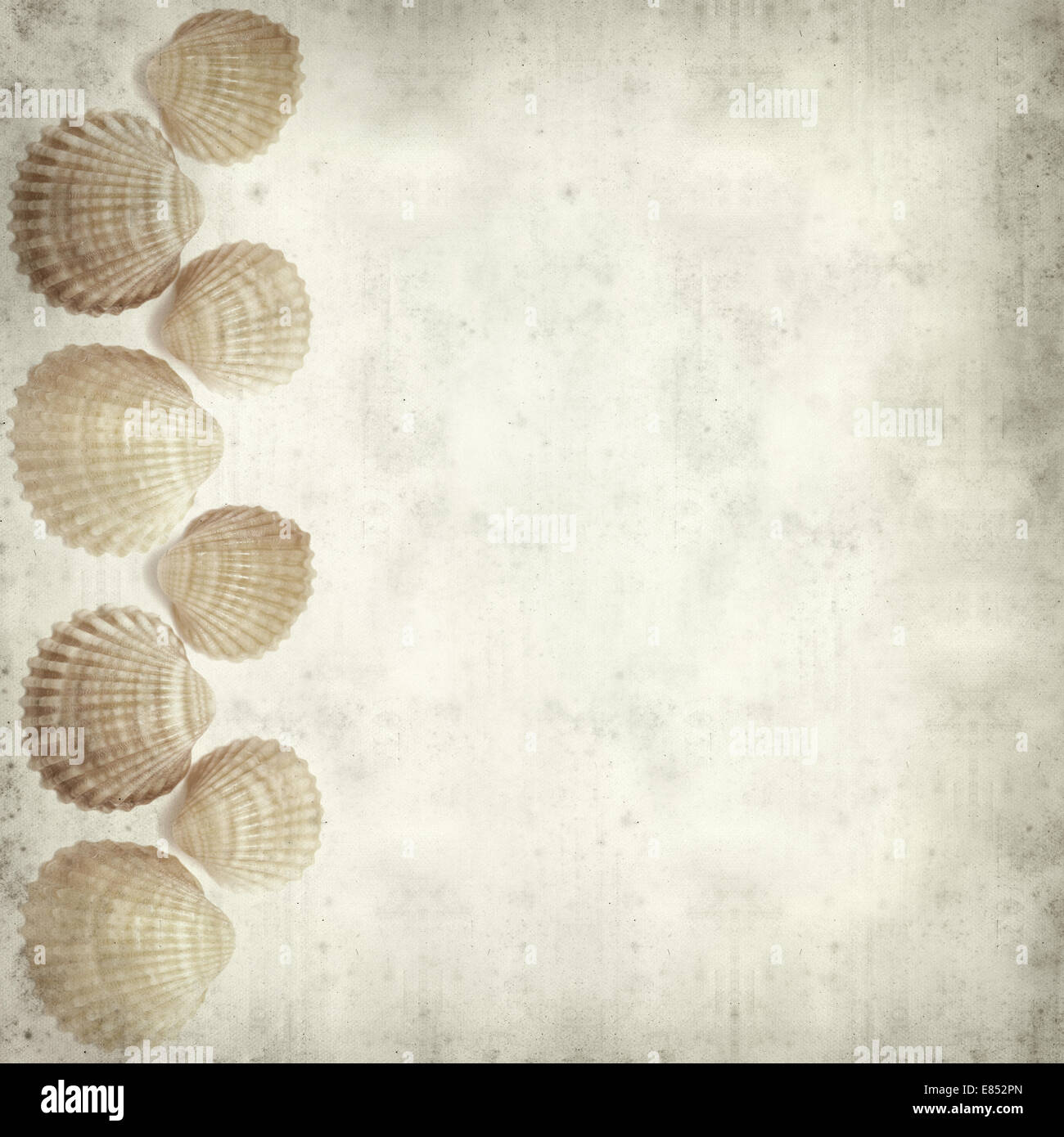 textured old paper background with cockle shells Stock Photo - Alamy