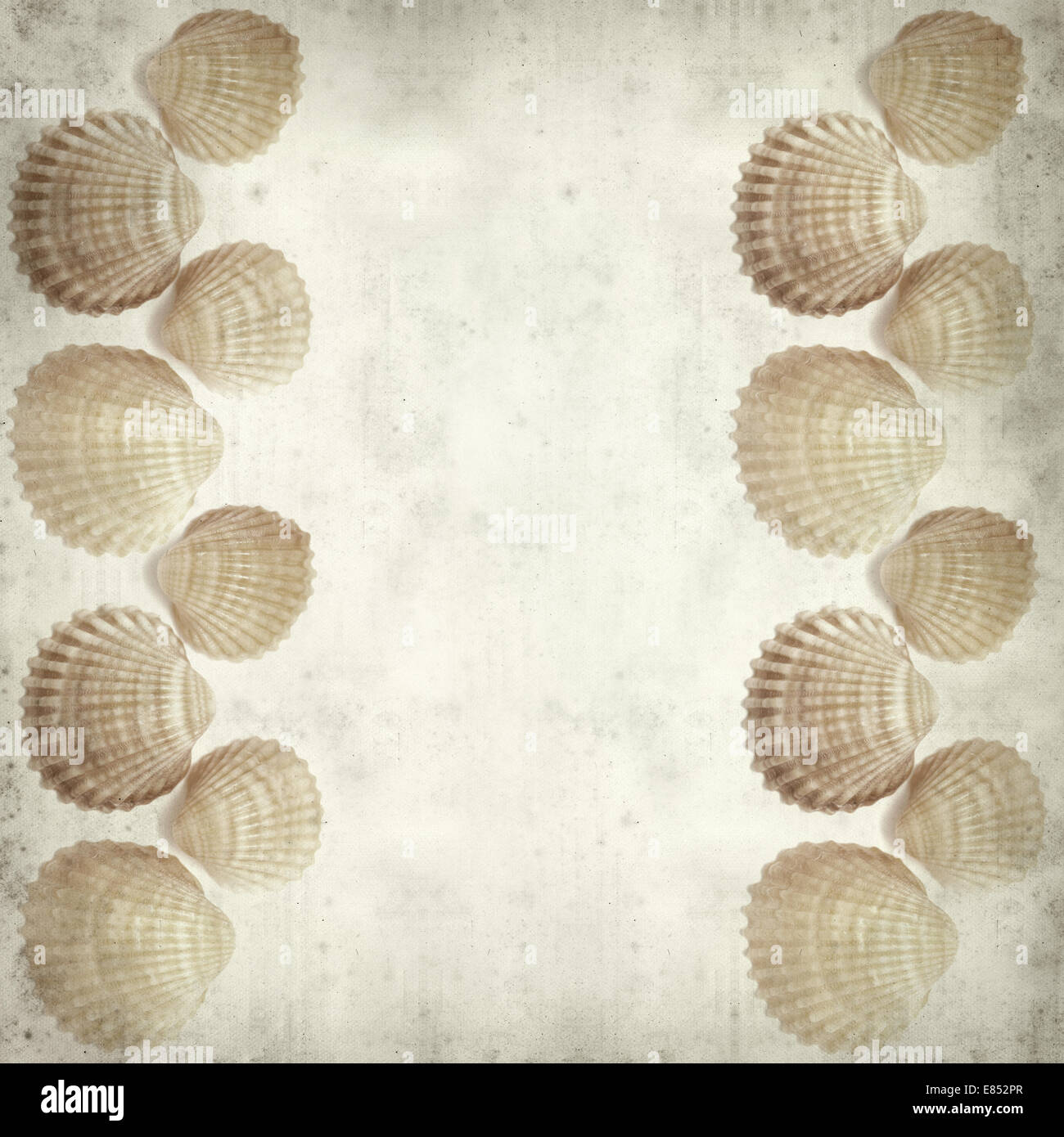 textured old paper background with cockle shells Stock Photo - Alamy