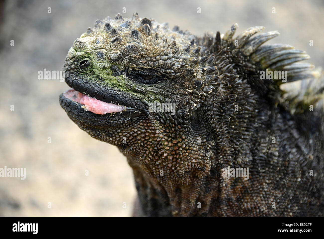 Galapagos Marine Iguana. Amblyrhynchus cristatus - is an iguana located ...