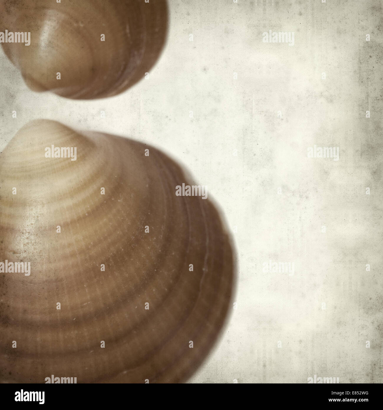 textured old paper background with clam shells Stock Photo - Alamy