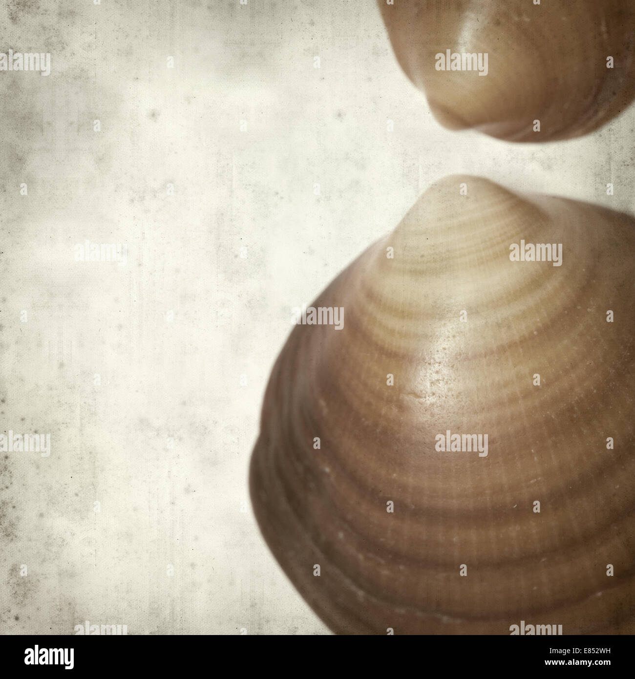 textured old paper background with clam shells Stock Photo - Alamy