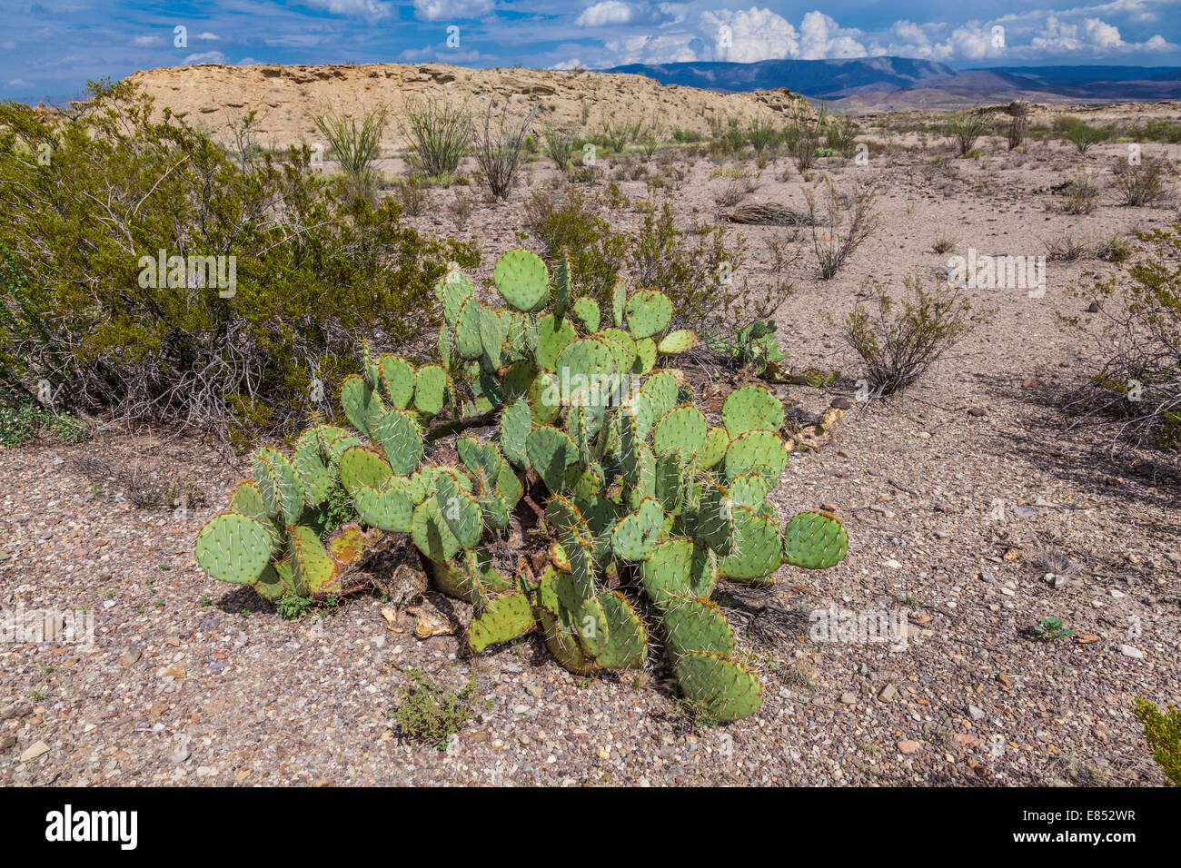 Engelmann Prickly Pear cactus in Big Bend National Park in Southwest ...