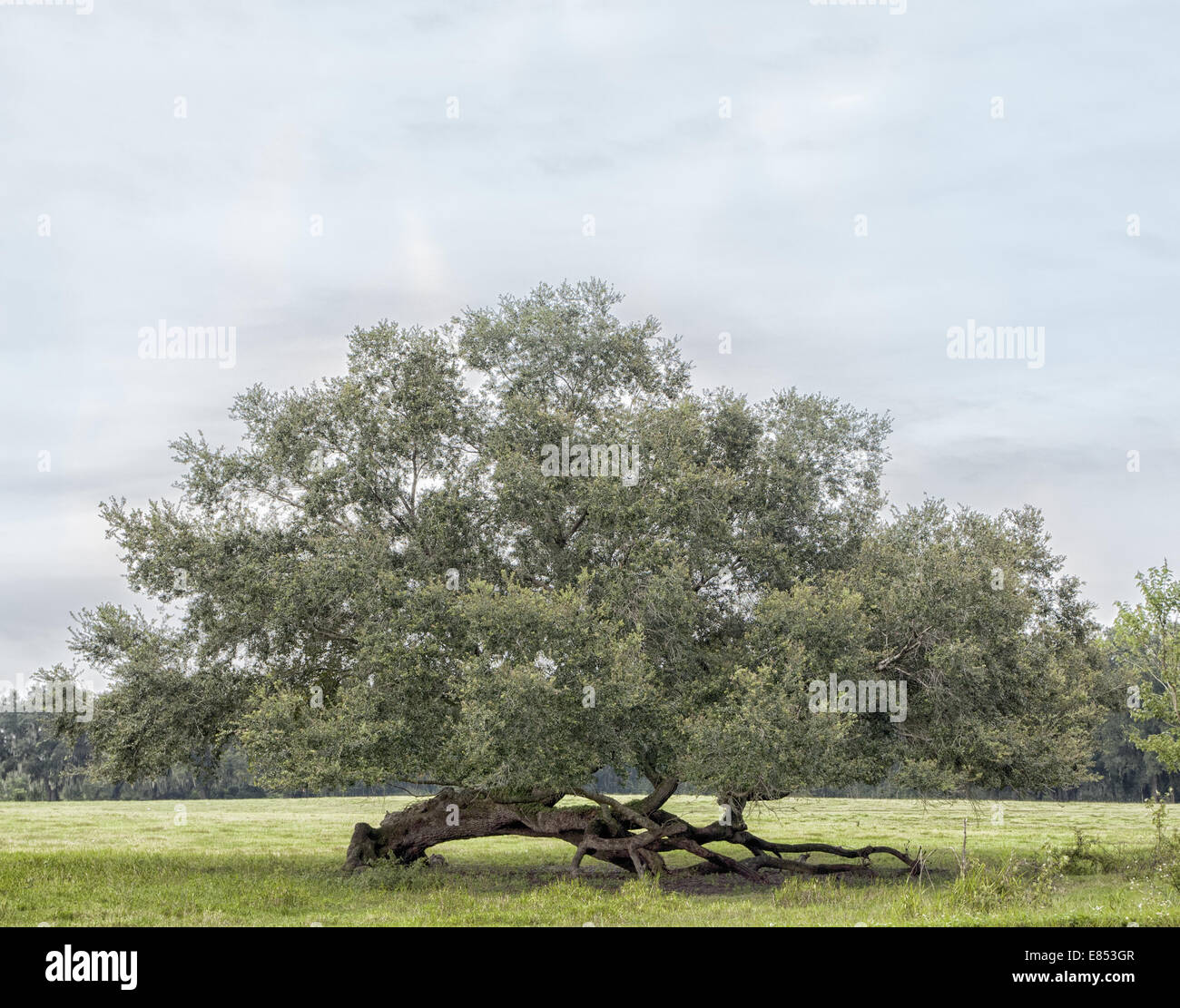 Large oak tree trunk hi-res stock photography and images - Alamy