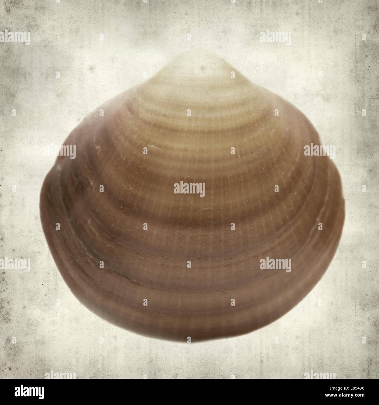textured old paper background with clam shells Stock Photo - Alamy