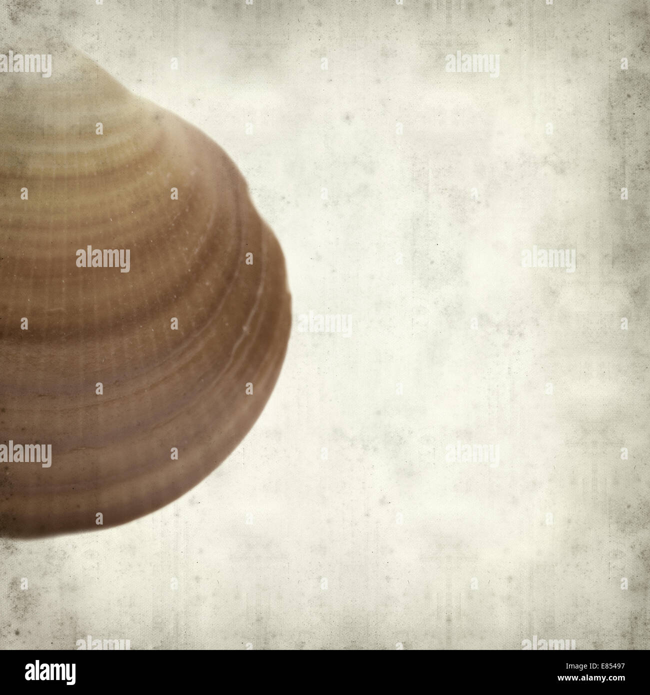 textured old paper background with clam shells Stock Photo - Alamy