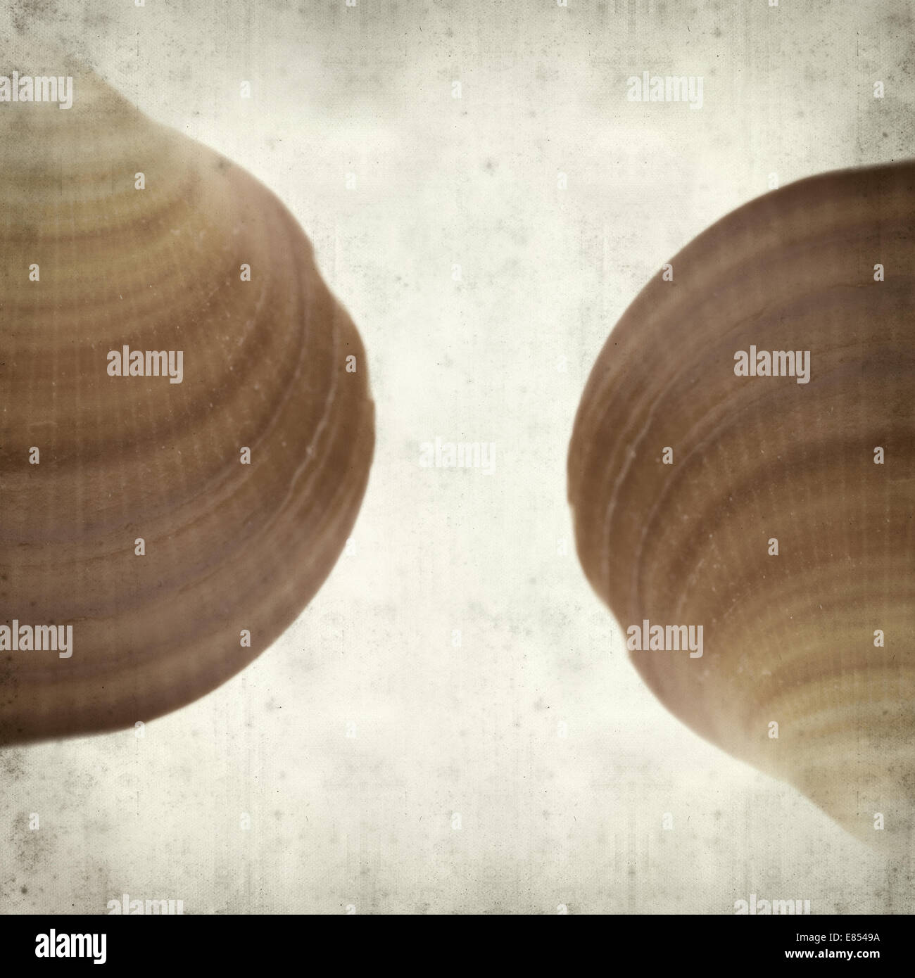 textured old paper background with clam shells Stock Photo - Alamy