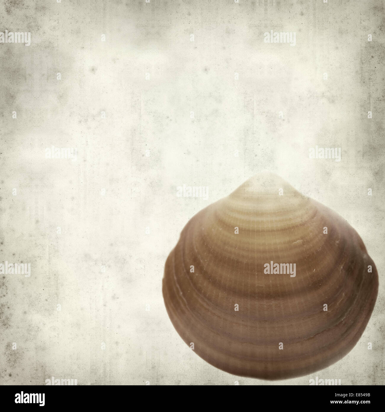 textured old paper background with clam shells Stock Photo - Alamy