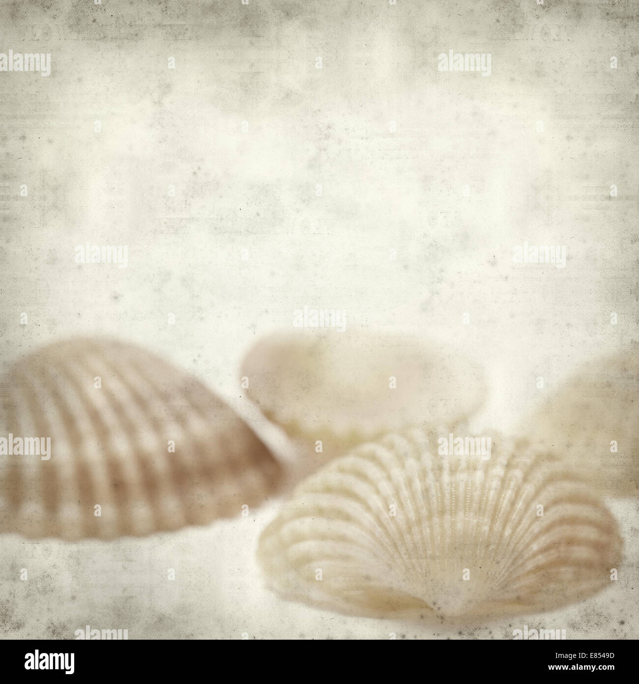 textured old paper background with cockle shells Stock Photo - Alamy