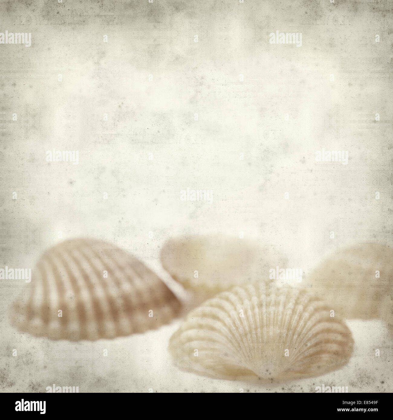textured old paper background with cockle shells Stock Photo - Alamy