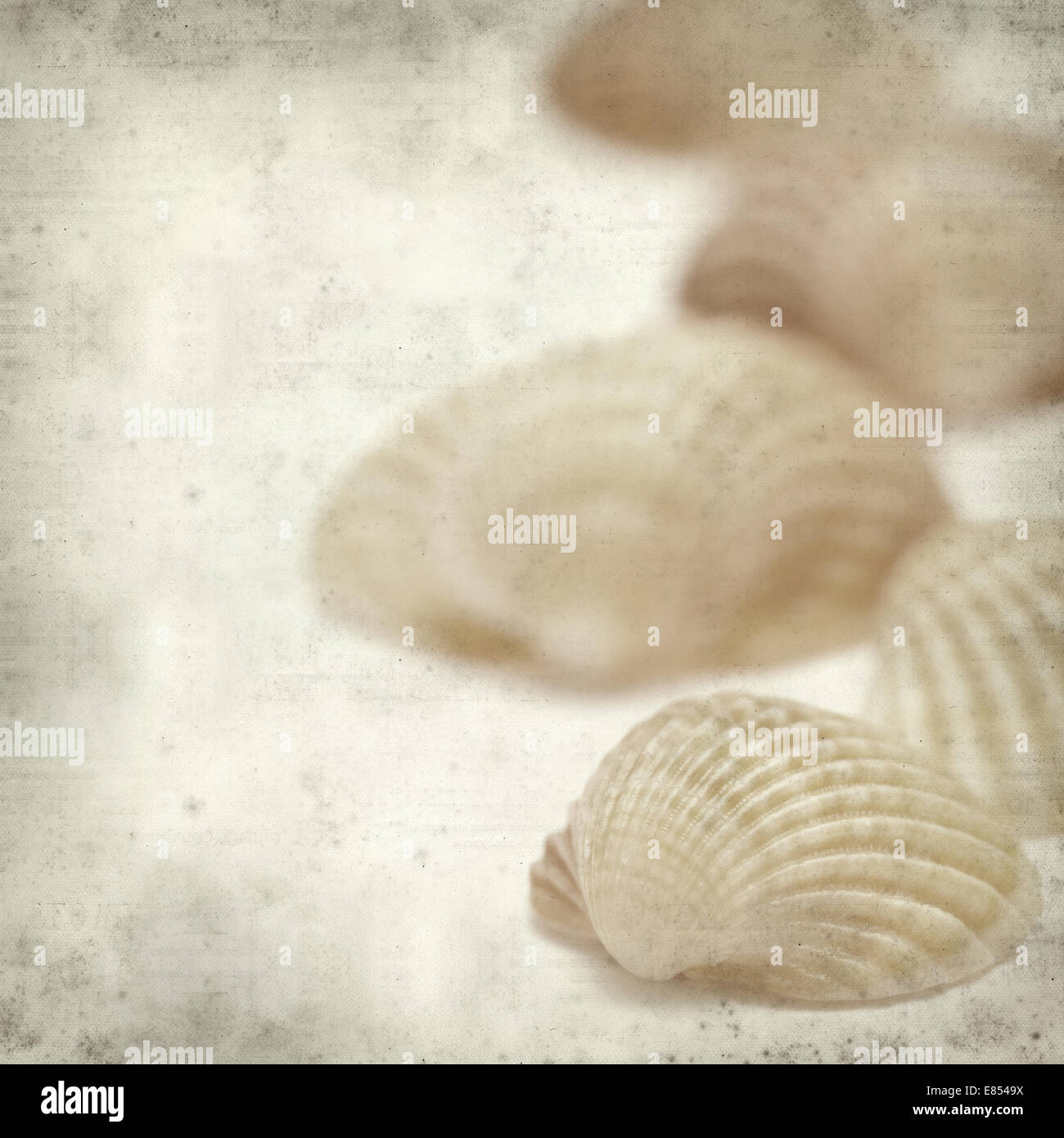 textured old paper background with cockle shells Stock Photo - Alamy