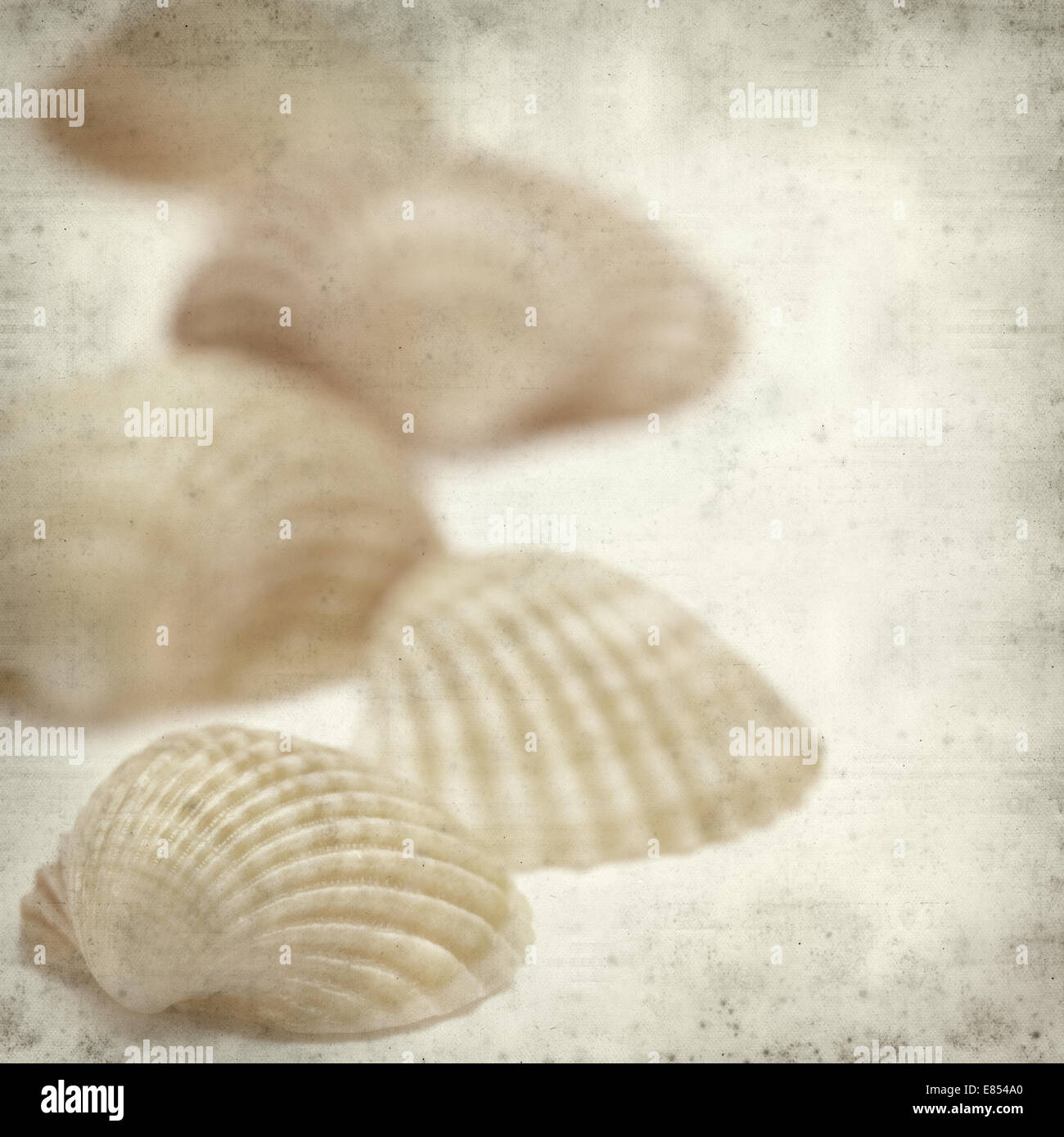 textured old paper background with cockle shells Stock Photo - Alamy