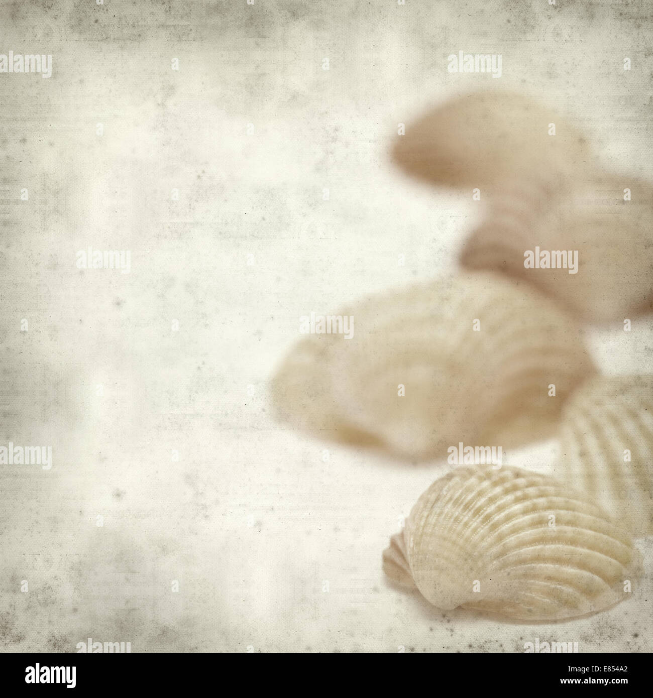 textured old paper background with cockle shells Stock Photo - Alamy