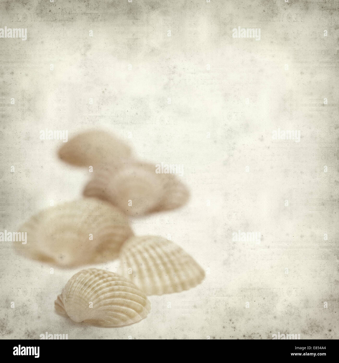textured old paper background with cockle shells Stock Photo - Alamy