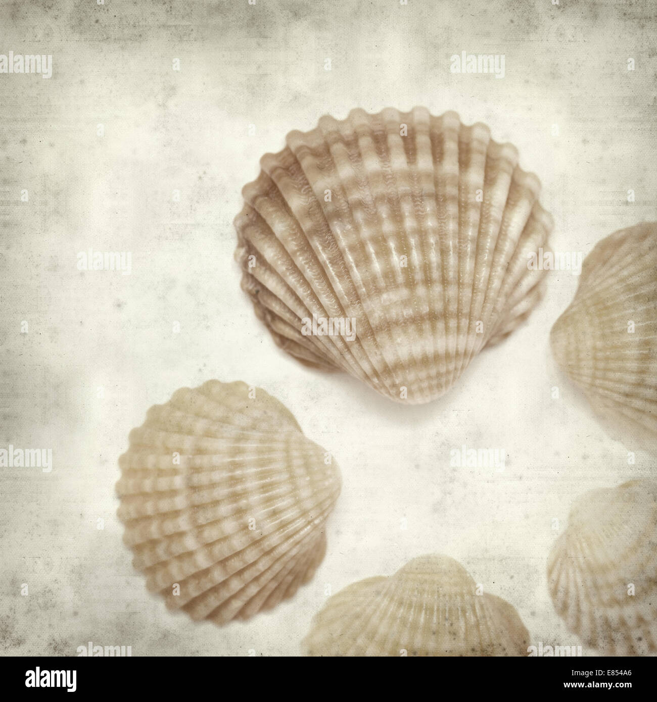 textured old paper background with cockle shells Stock Photo - Alamy