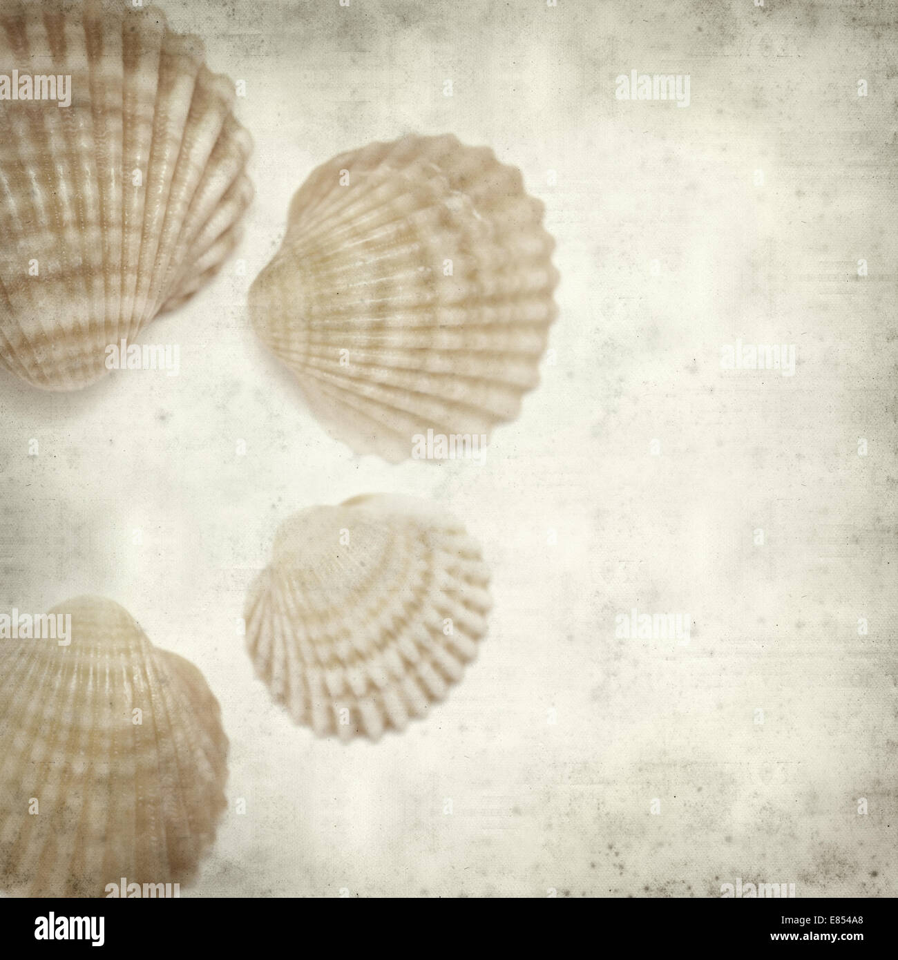 textured old paper background with cockle shells Stock Photo - Alamy