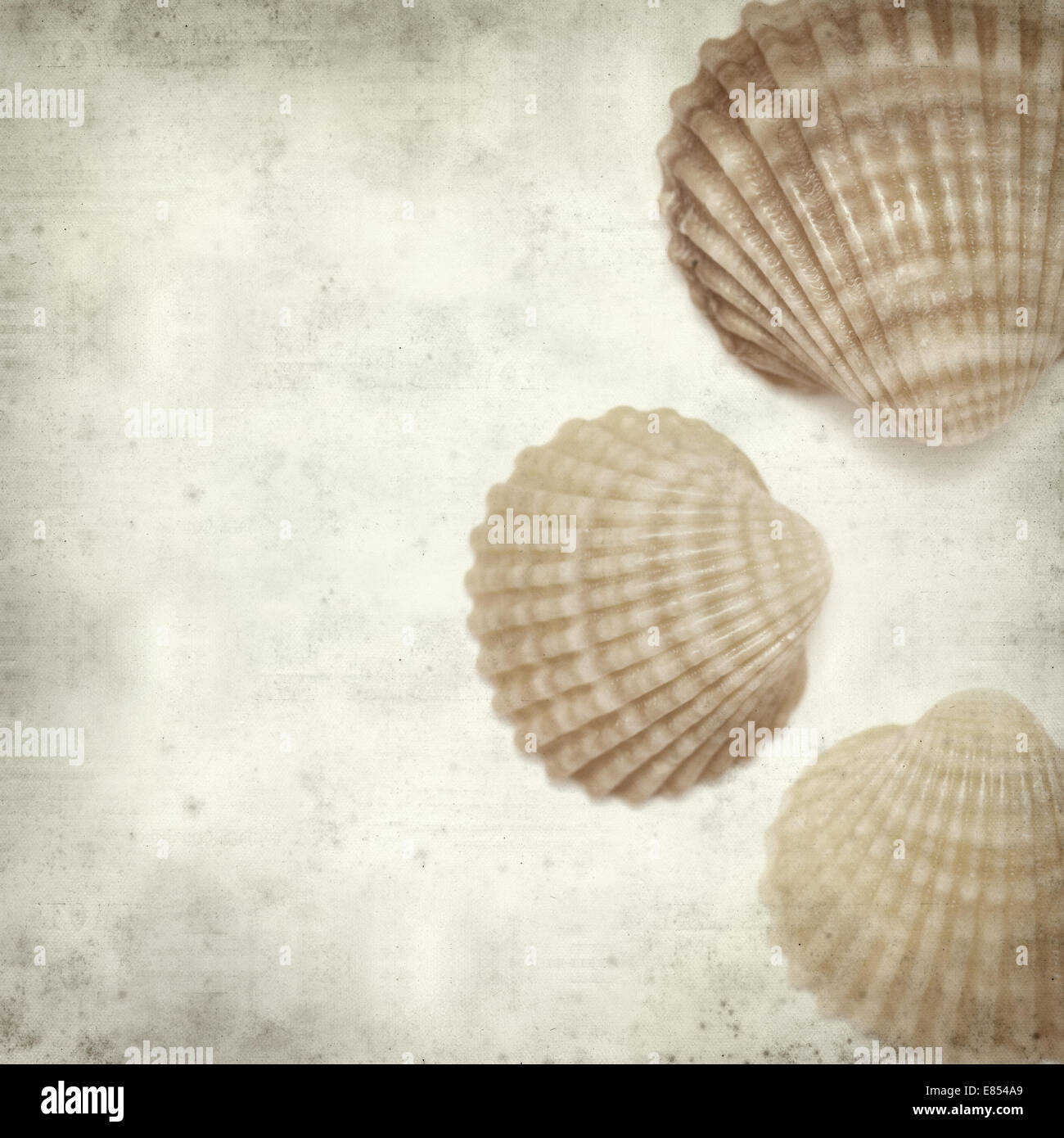 textured old paper background with cockle shells Stock Photo - Alamy