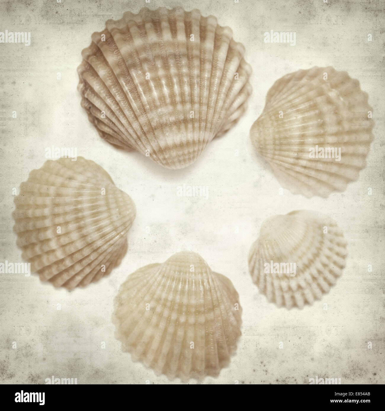 textured old paper background with cockle shells Stock Photo - Alamy