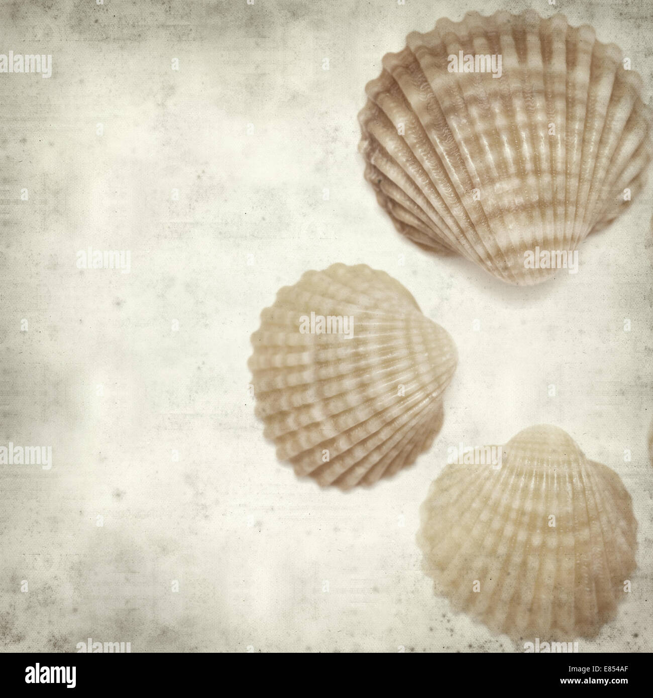 What Is Cockle Paper at Marilyn Kauffman blog