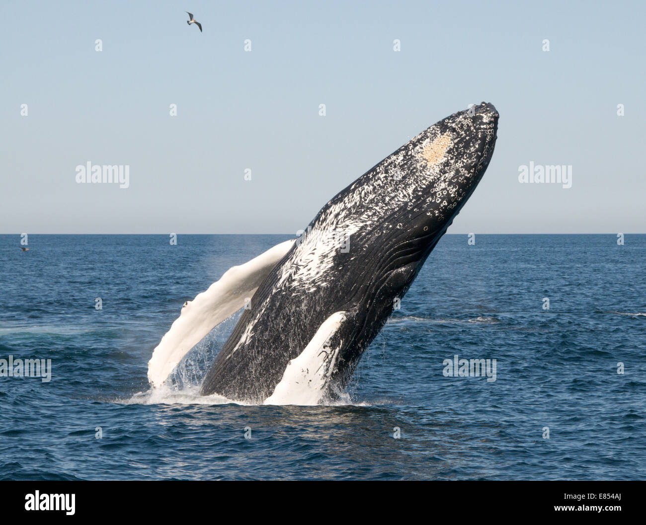 Stellwagen banks hi-res stock photography and images - Alamy