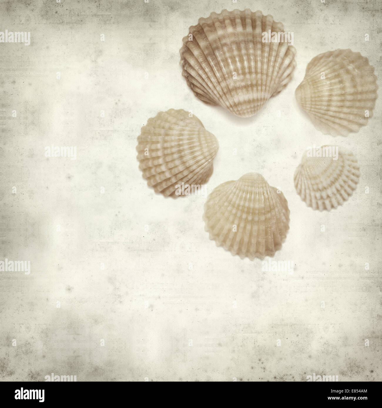 textured old paper background with cockle shells Stock Photo - Alamy