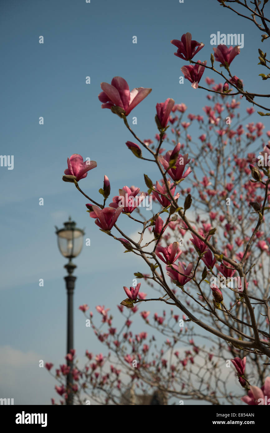 Flowering trees in the Jardin du Palais Royal, Paris, France Stock ...