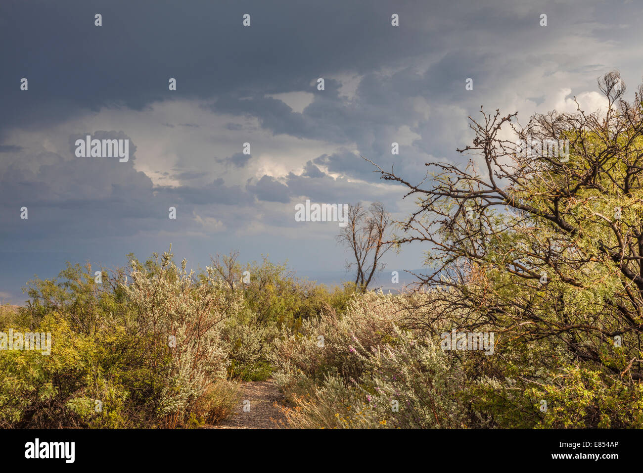 Light after storm in Big Bend National Park Stock Photo - Alamy