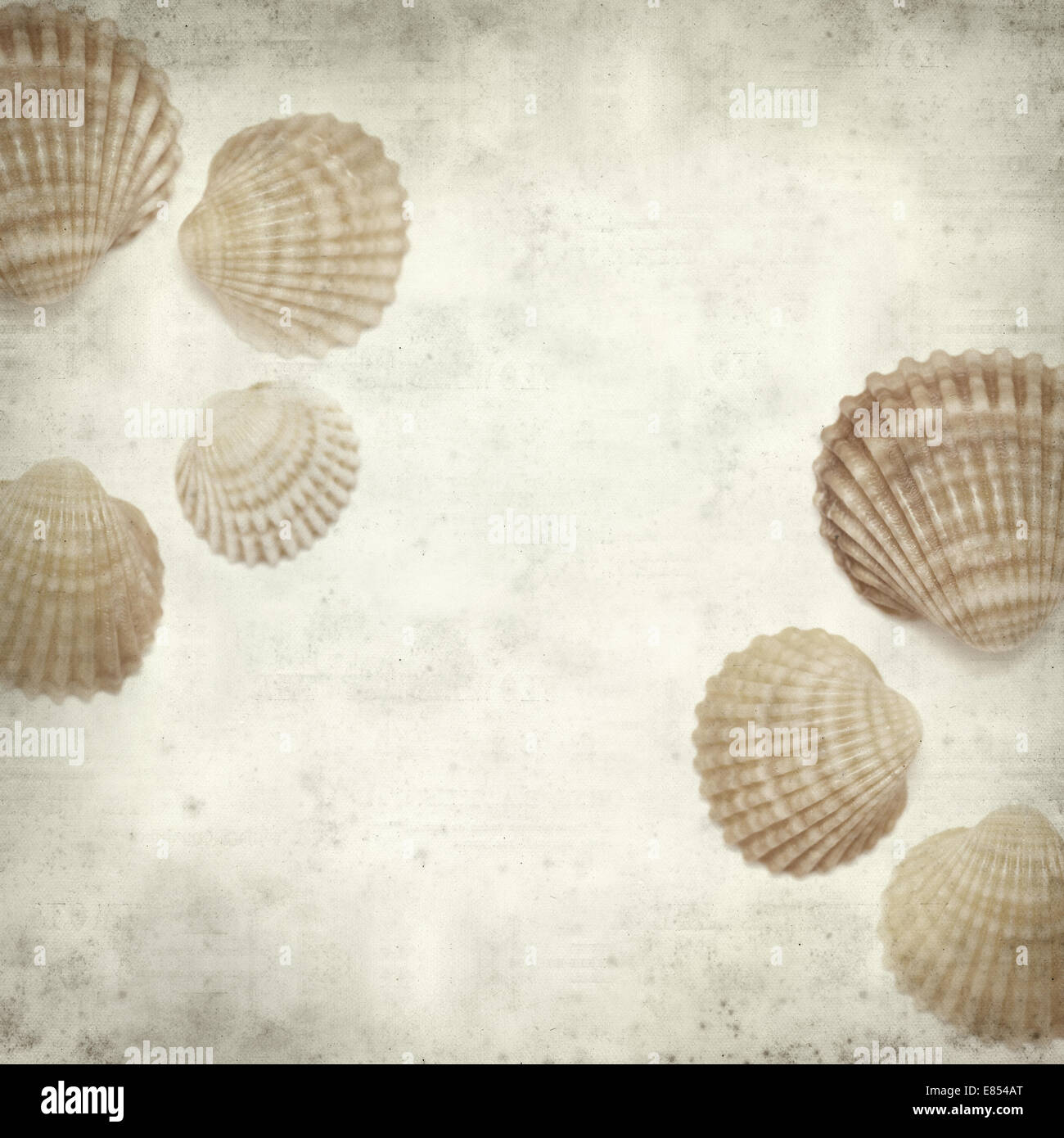 textured old paper background with cockle shells Stock Photo - Alamy