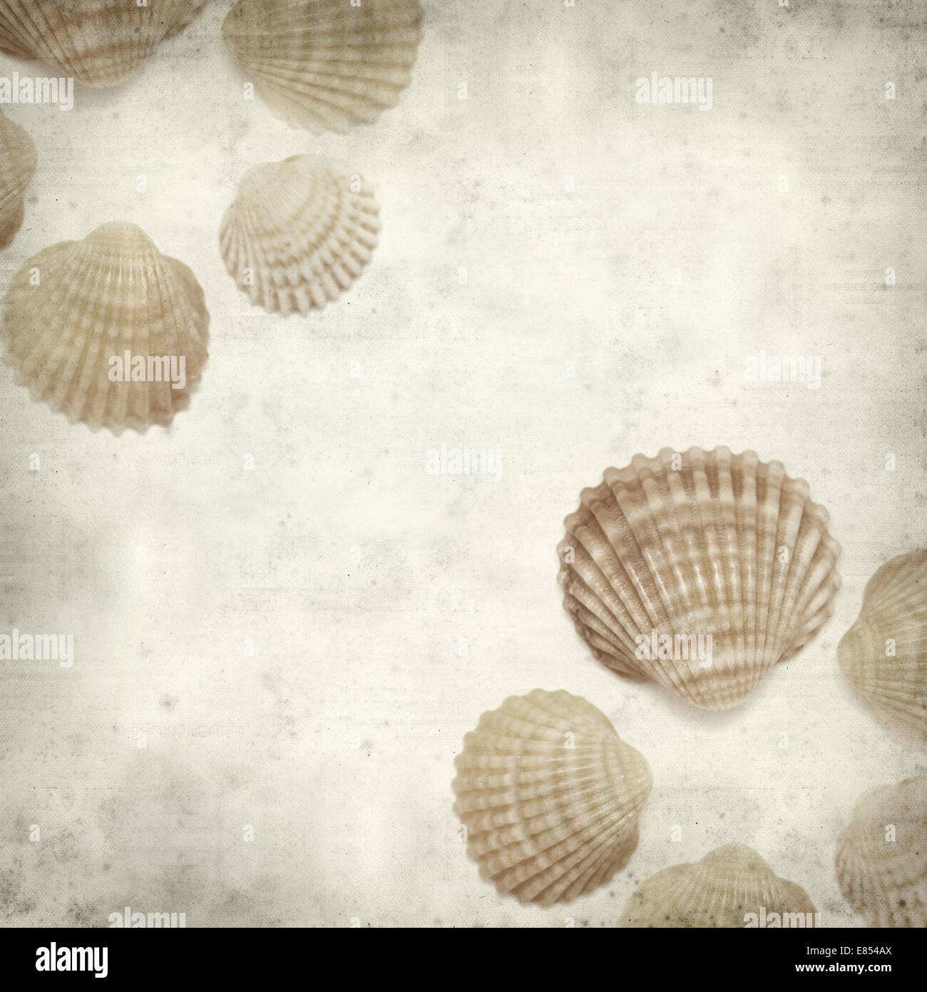textured old paper background with cockle shells Stock Photo - Alamy