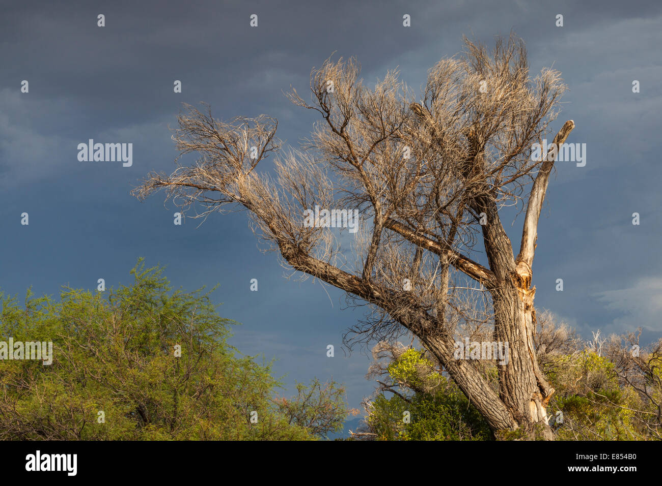Light after storm in Big Bend National Park Stock Photo - Alamy