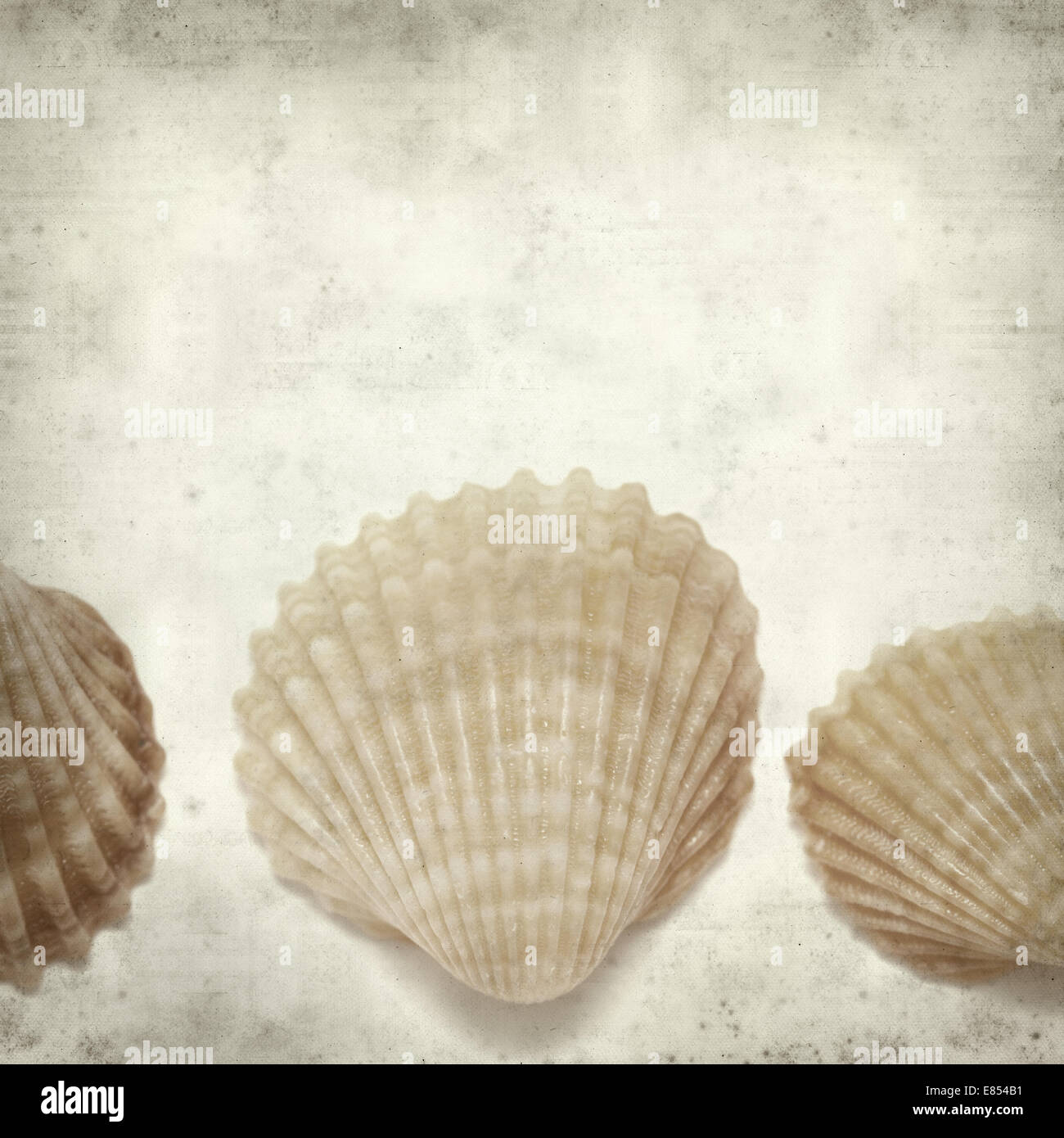 textured old paper background with cockle shells Stock Photo - Alamy
