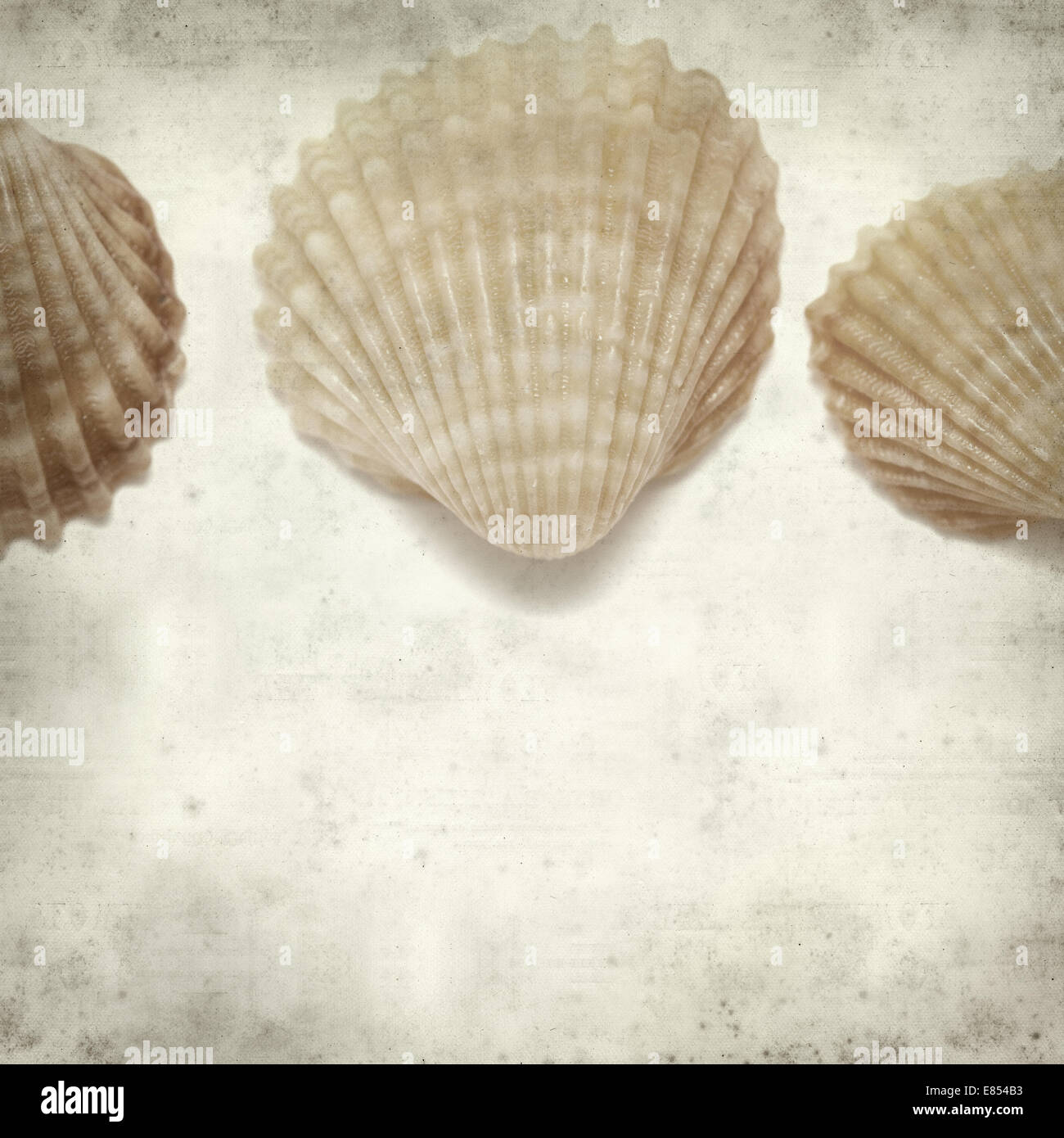 textured old paper background with cockle shells Stock Photo - Alamy