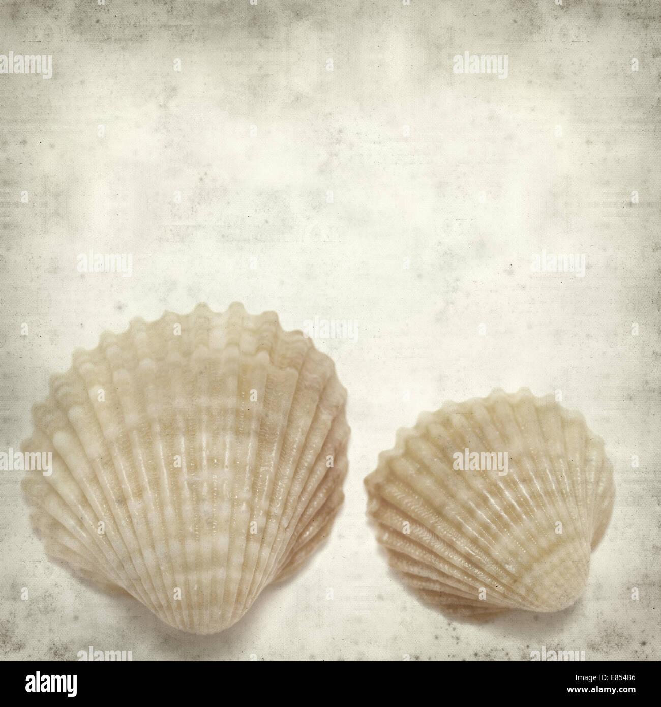 textured old paper background with cockle shells Stock Photo - Alamy