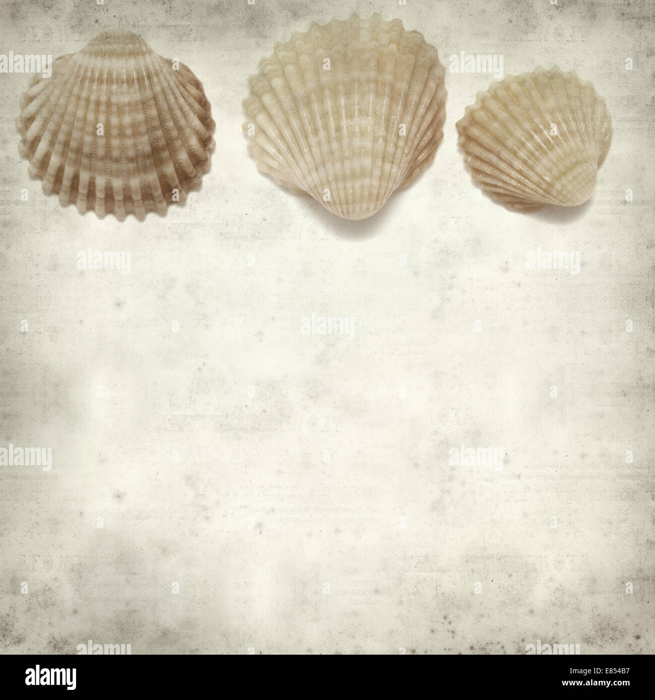 textured old paper background with cockle shells Stock Photo - Alamy
