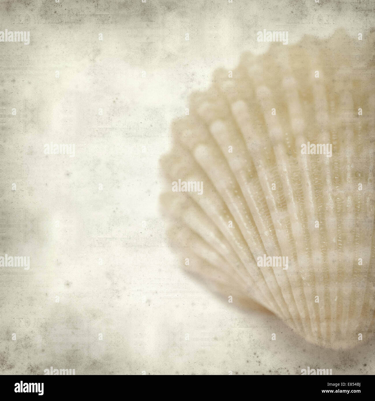 textured old paper background with cockle shells Stock Photo - Alamy
