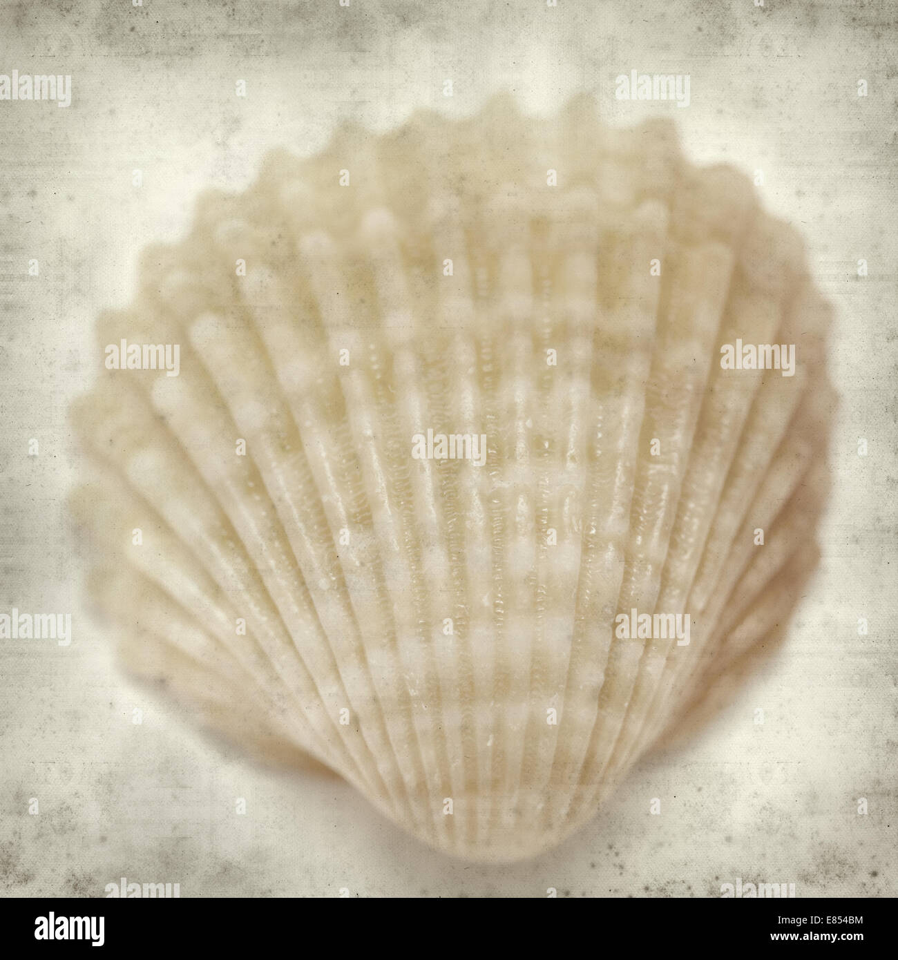 textured old paper background with cockle shells Stock Photo - Alamy