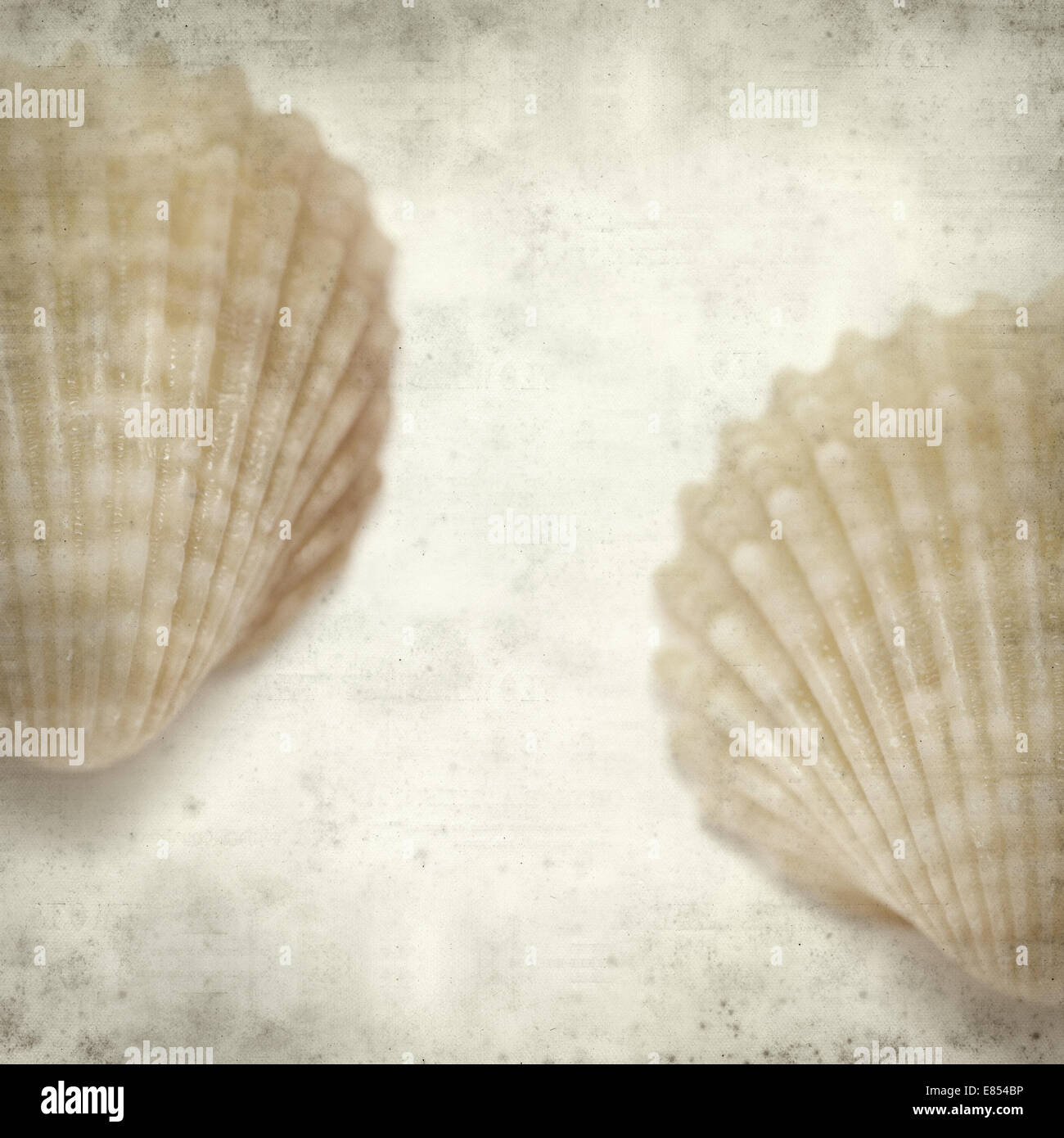 textured old paper background with cockle shells Stock Photo - Alamy