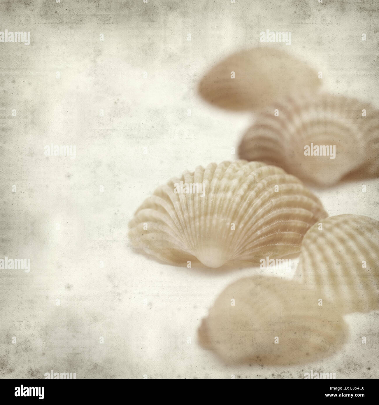 textured old paper background with cockle shells Stock Photo - Alamy