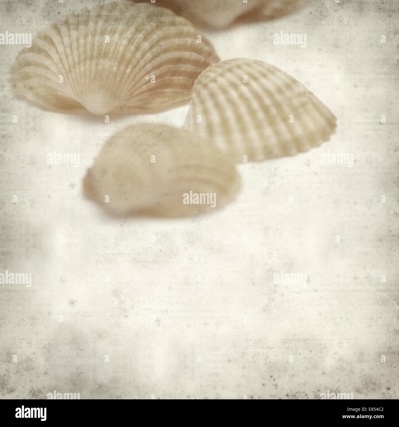 textured old paper background with cockle shells Stock Photo - Alamy