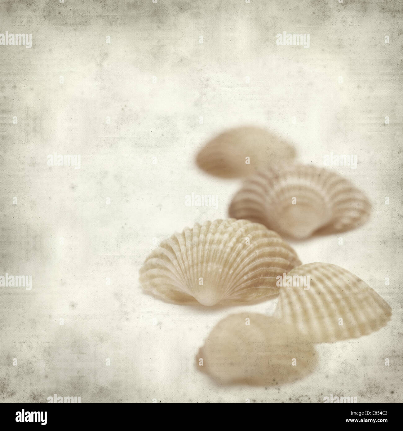 textured old paper background with cockle shells Stock Photo - Alamy