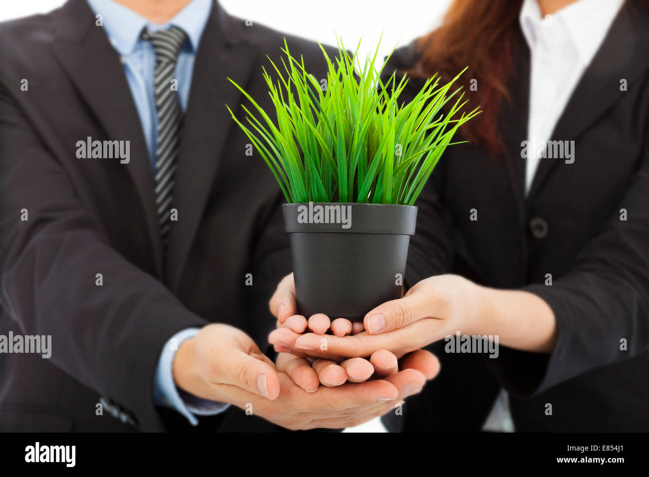 hands of business people holding green sapling . business with eco ...