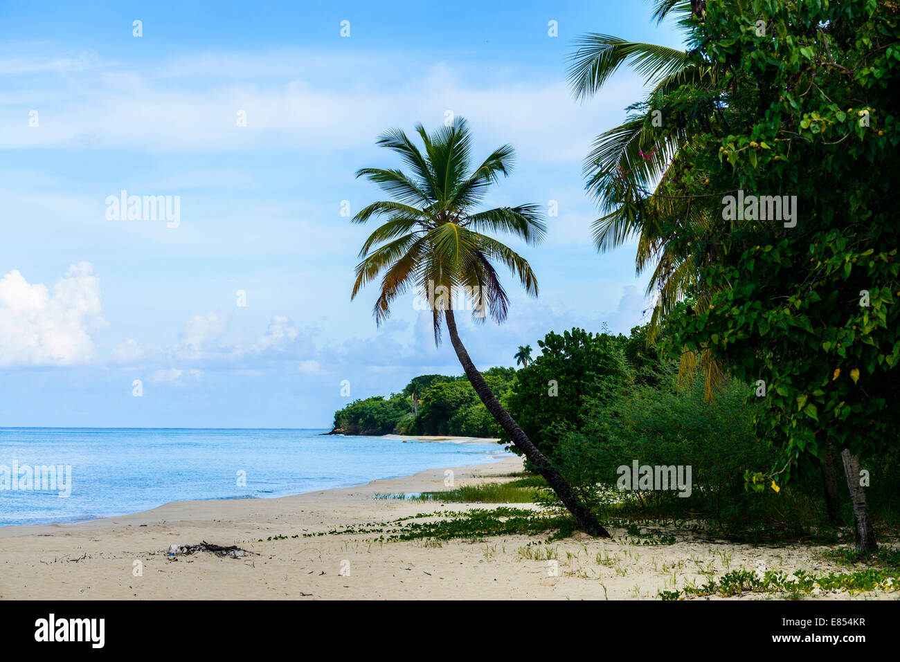 Tropical beach landscape palm trees hi-res stock photography and images ...