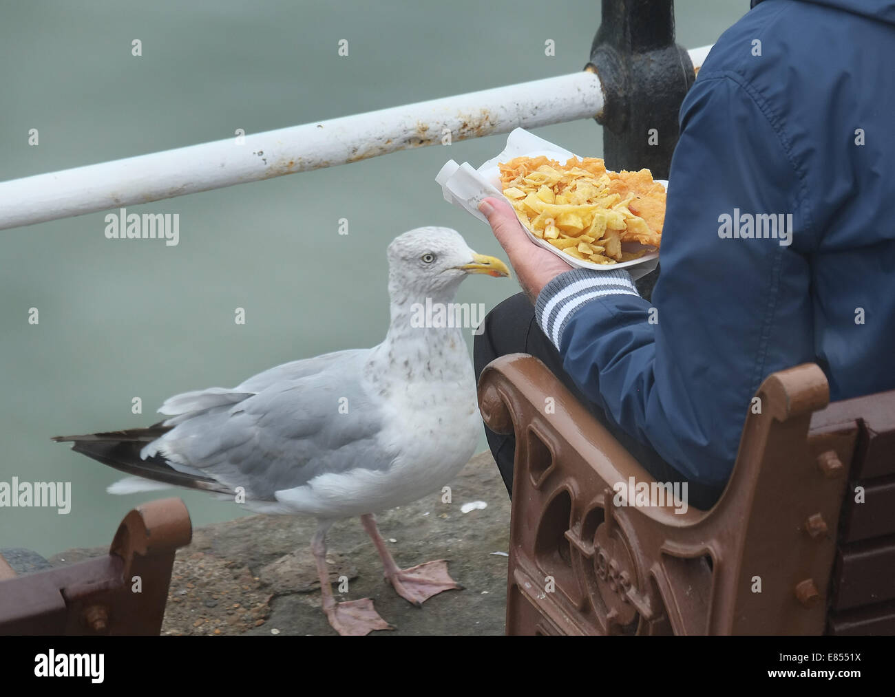 Seagull begging for fish and chips Stock Photo - Alamy