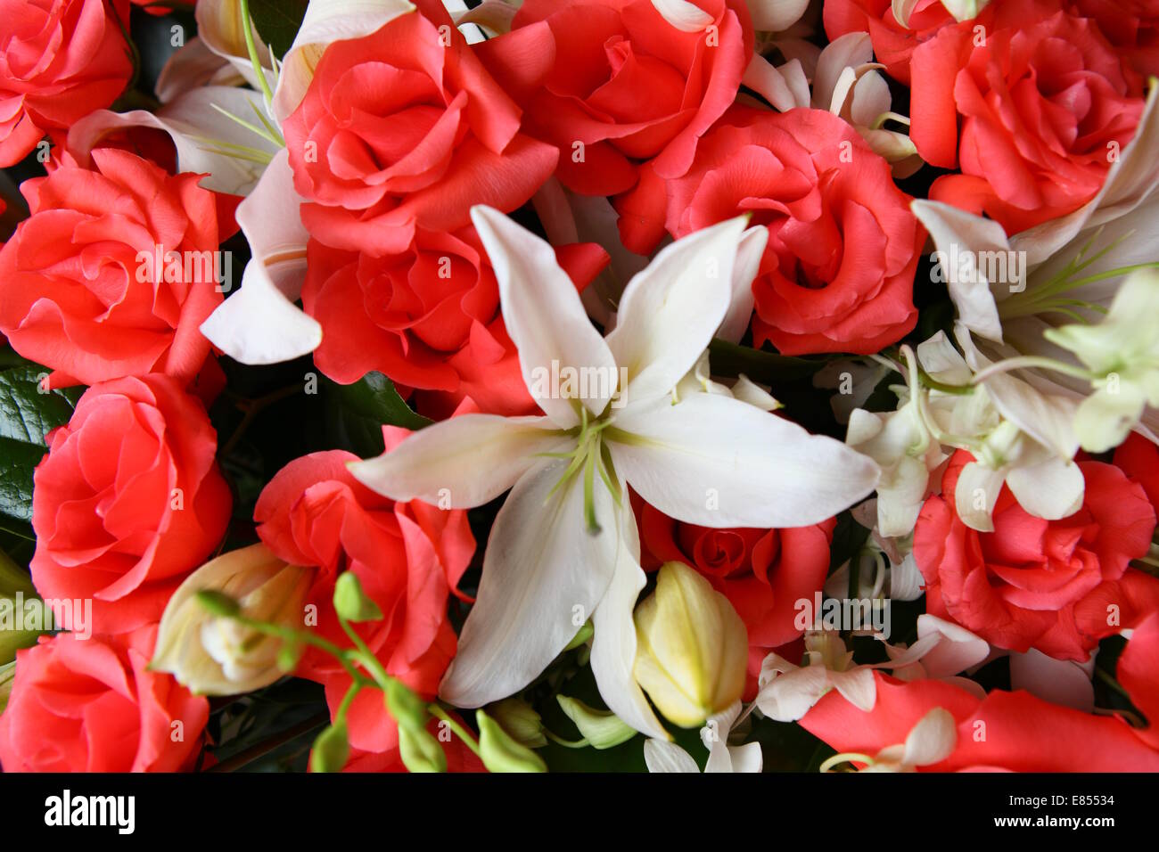 Lily girlfriend hi-res stock photography and images - Alamy
