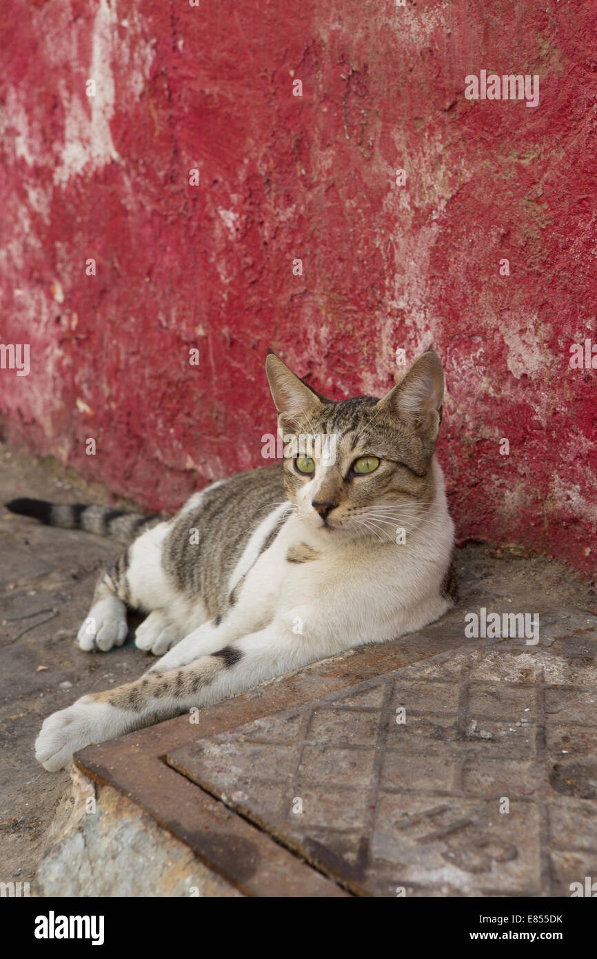 Cat in dubai hi-res stock photography and images - Alamy