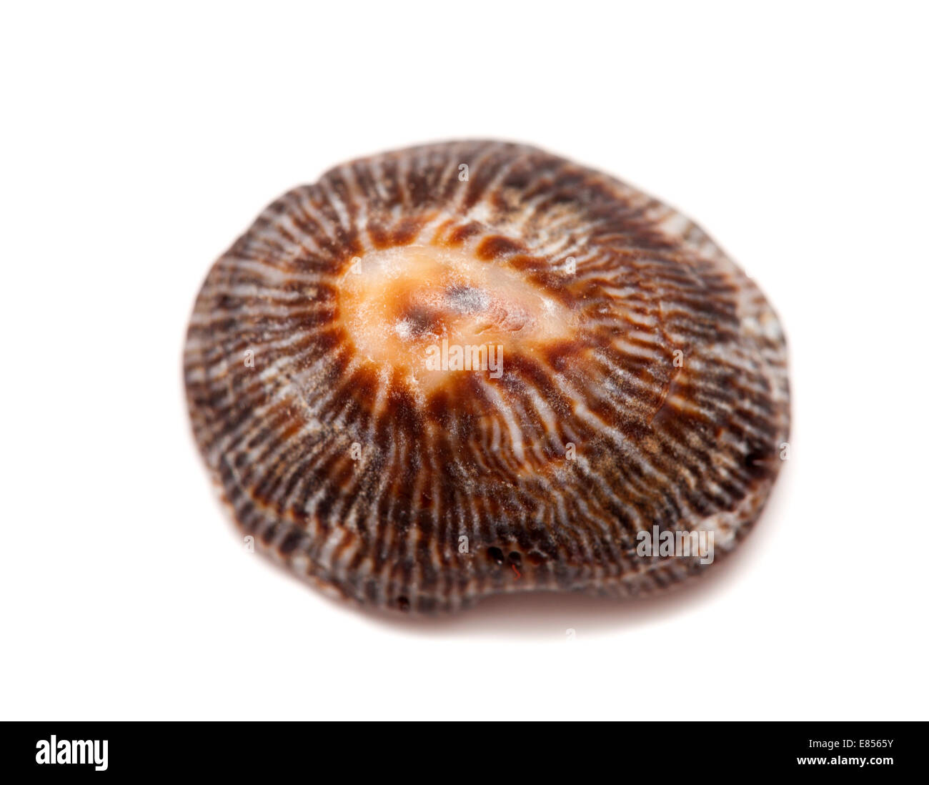 small limpet shells isolated on white background Stock Photo - Alamy