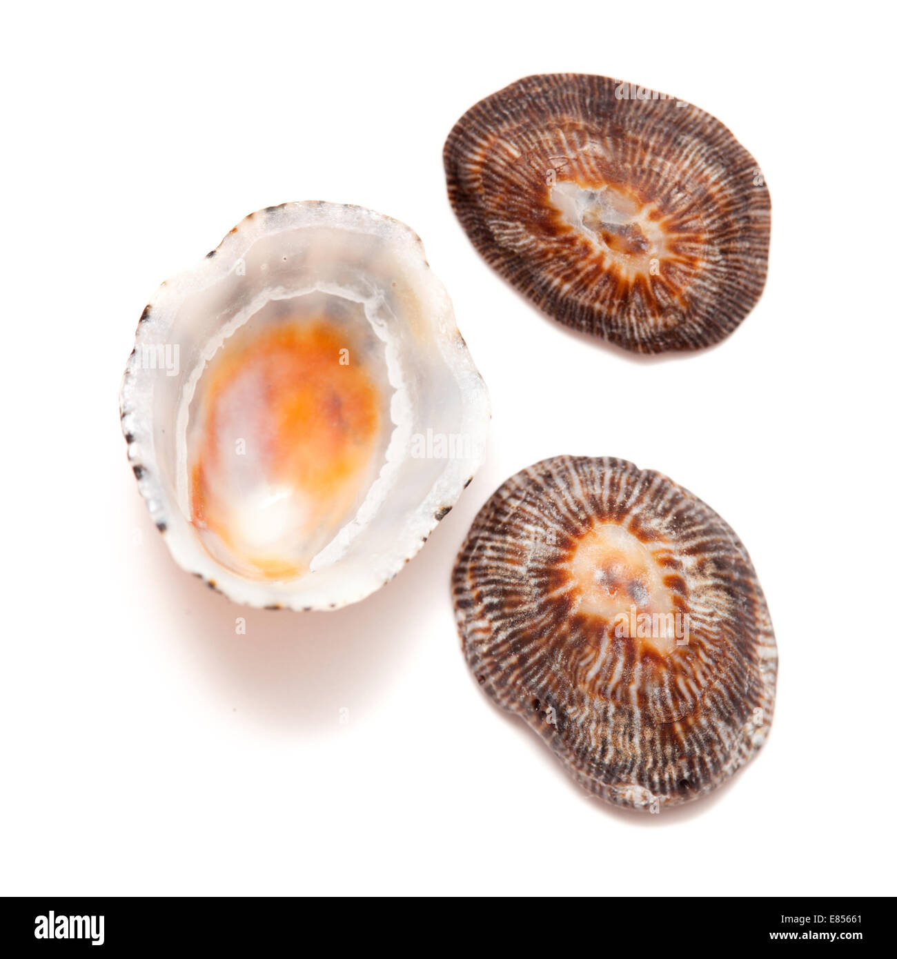 small limpet shells isolated on white background Stock Photo - Alamy